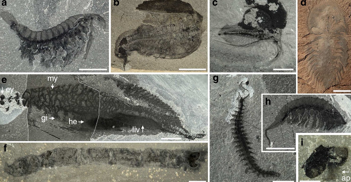 CAMBRIAN EXPLOSION REVEALS TRANSITIONAL FORMS ARE MISSING – Evolution ...