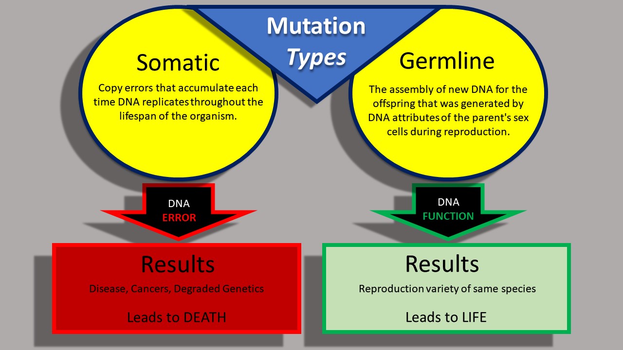 MUTATION MEANS TWO WILDLY DIFFERENT THINGS: FUNCTION AND ERROR ...