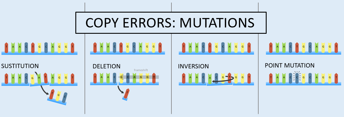MUTATION MEANS TWO WILDLY DIFFERENT THINGS: FUNCTION AND ERROR ...