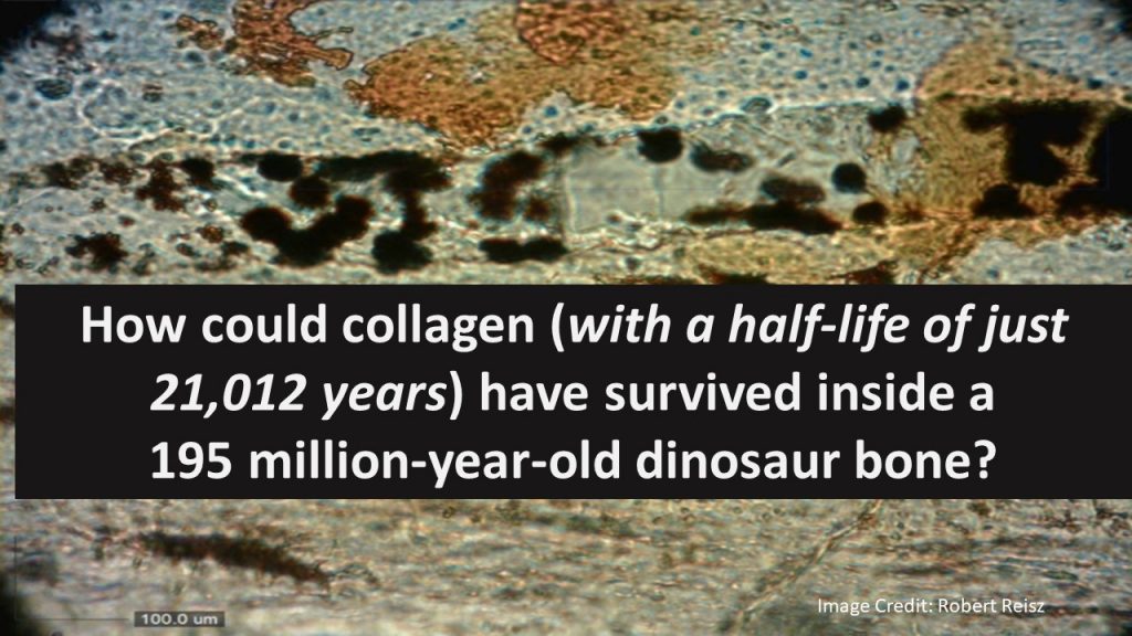 BONE COLLAGEN DECAY RATES TOO RAPID TO ACCOUNT FOR DINOSAUR SPECIMENS ...